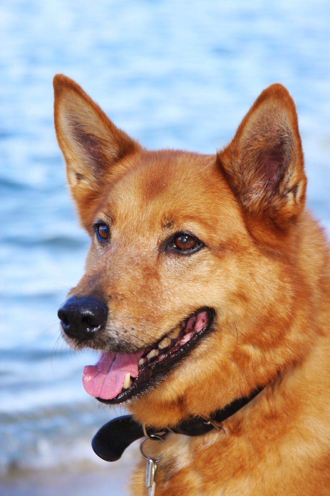 Small Animal Talk: How one dog can change a life: the story of Max