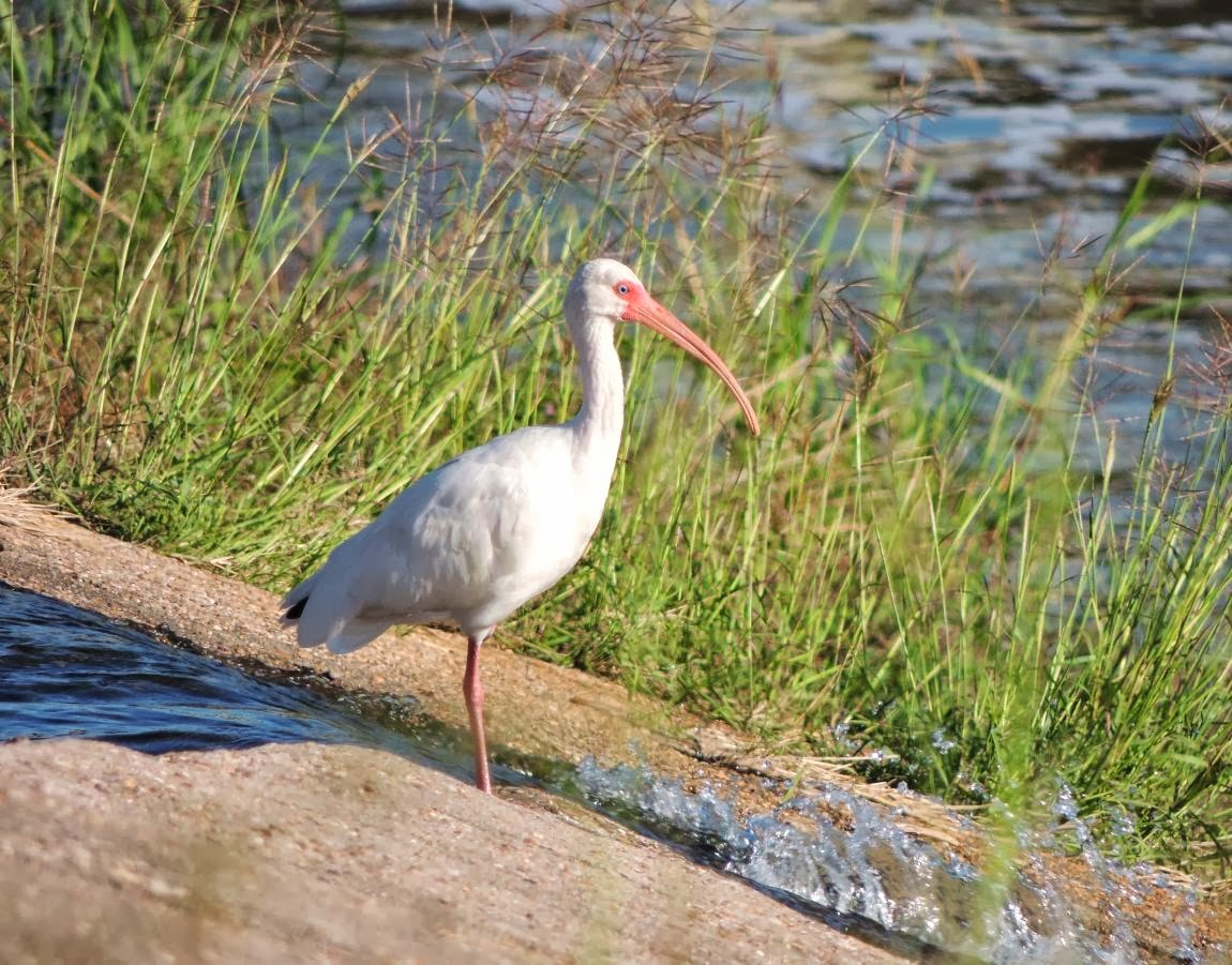 H-Town-West Photo Blog: Ibis sighting on Buffalo Bayou (updated)