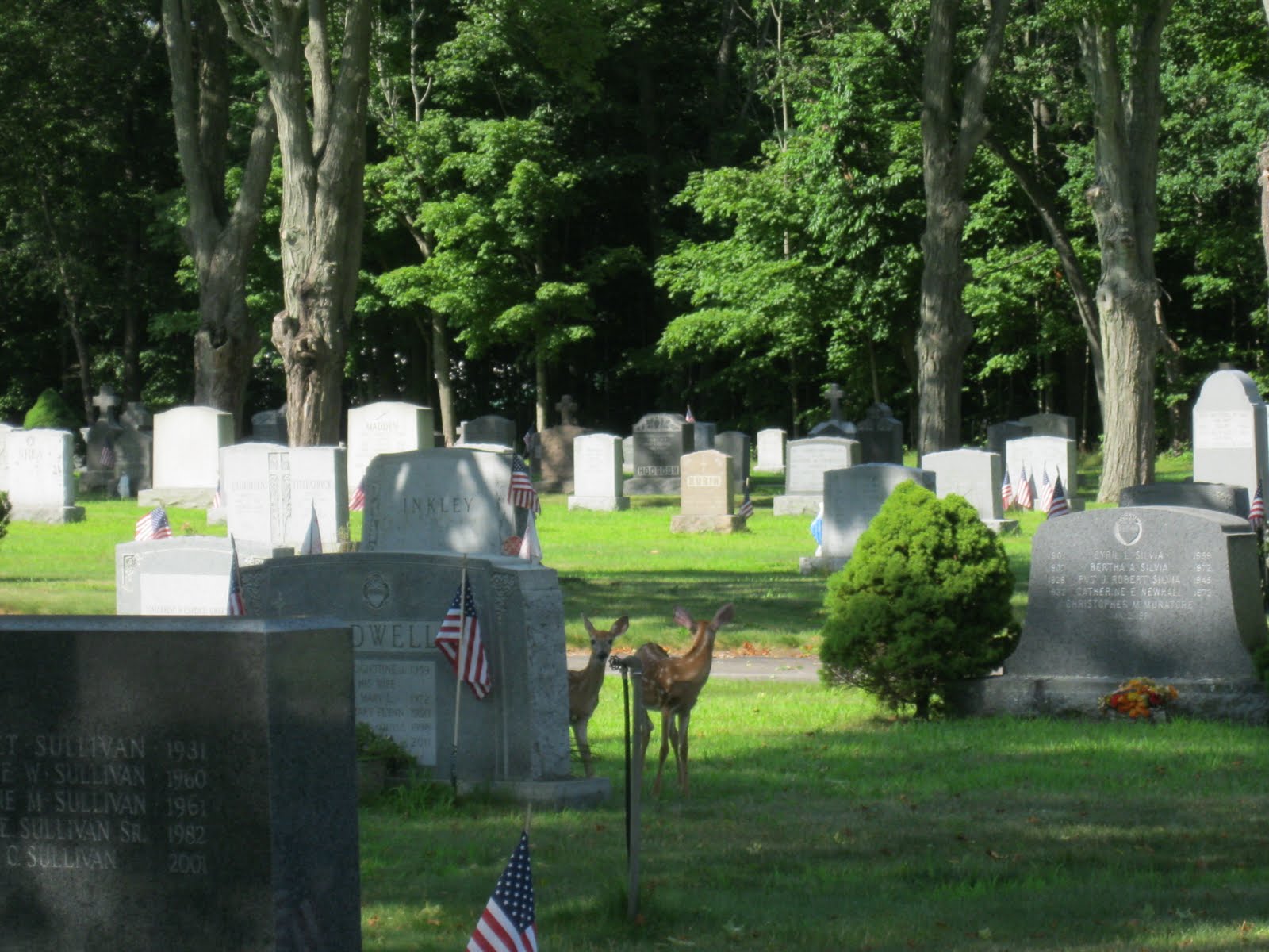 THE OLD COLONY GRAVEYARD RABBIT: DEER-LY DEPARTED: HOLY FAMILY CEMETERY ...