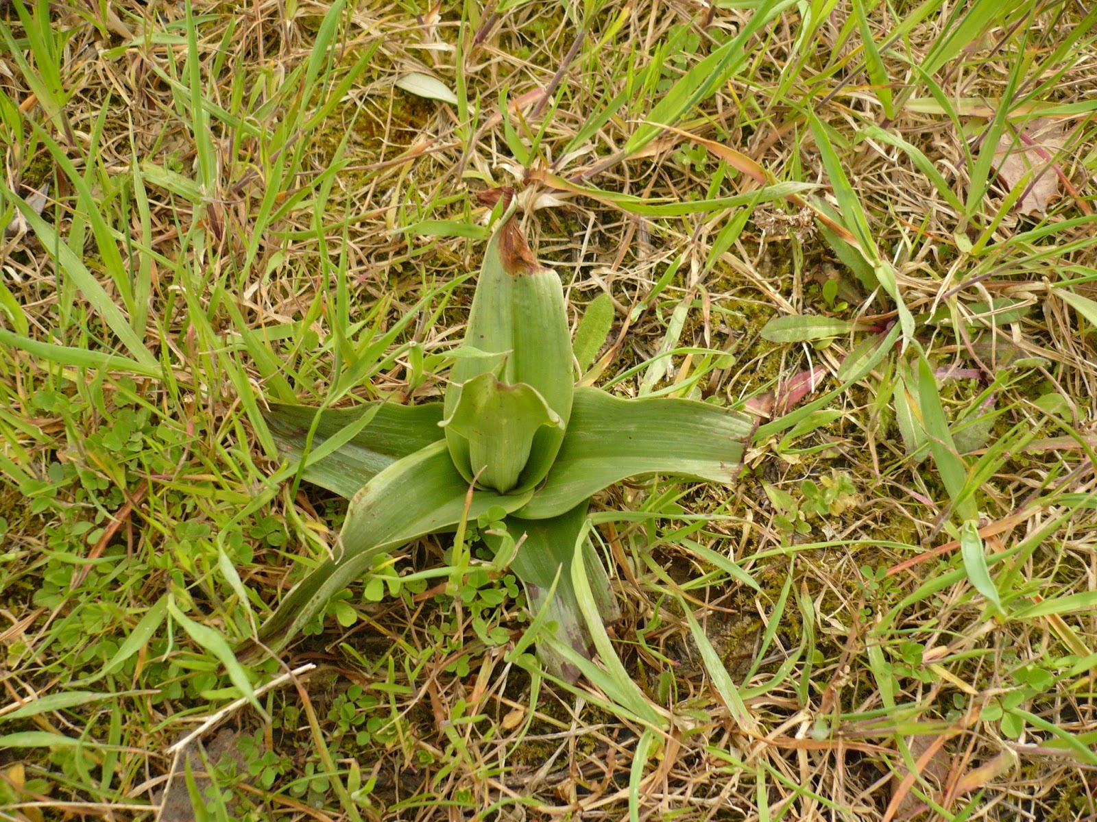 Dal filo d'erba al filo di lana: aprile 2013