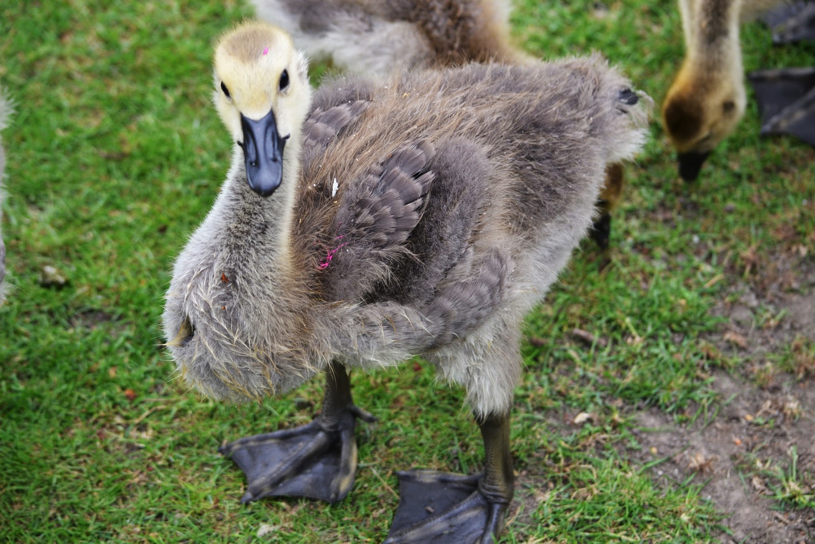 Life-n-Beauty Photography: Several Species of Small Furry Animals
