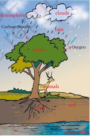 NCERT Solutions for Class 7th: Ch 17 Forests: Our Lifeline Science