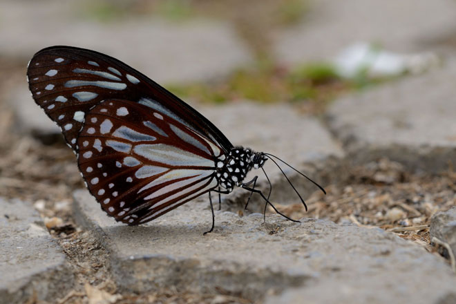 Beauty of Fauna and Flora in Nature: Butterflies @ Kaeng Krachan ...