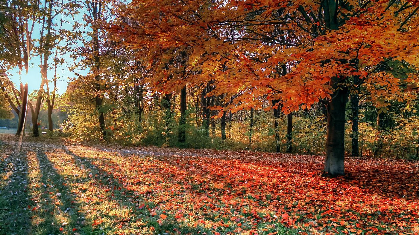 Leaf Blower Reviews leaf-blower-reviews
