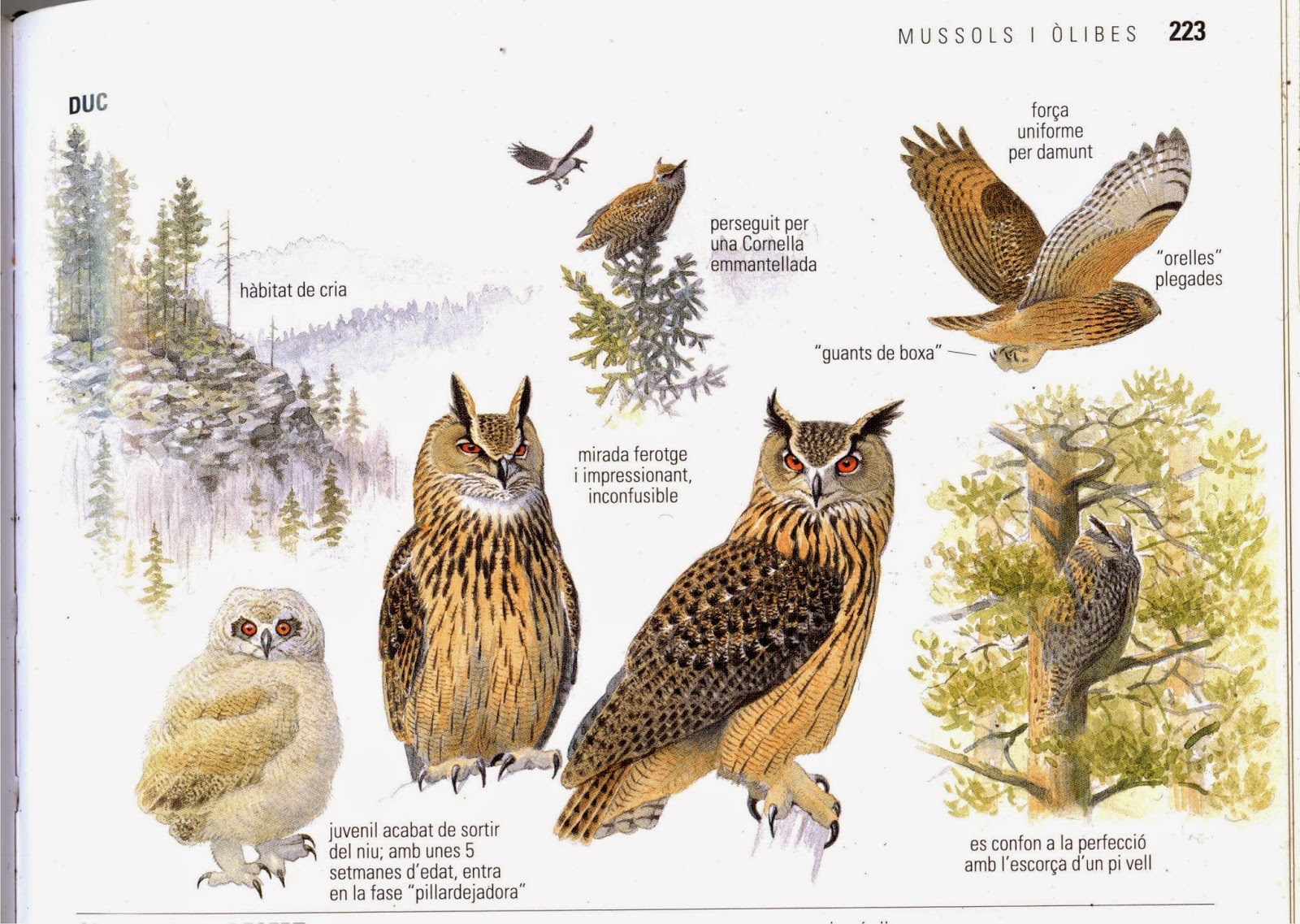 Biologia de camp: Ocells que cacen ocells (rastre depredació)