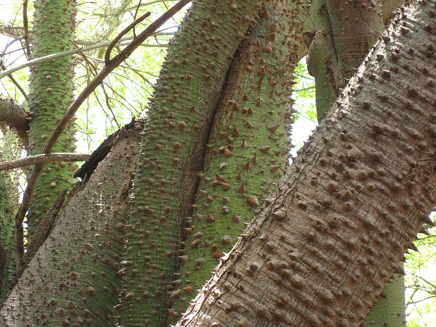 ARBICO Organics: 2020