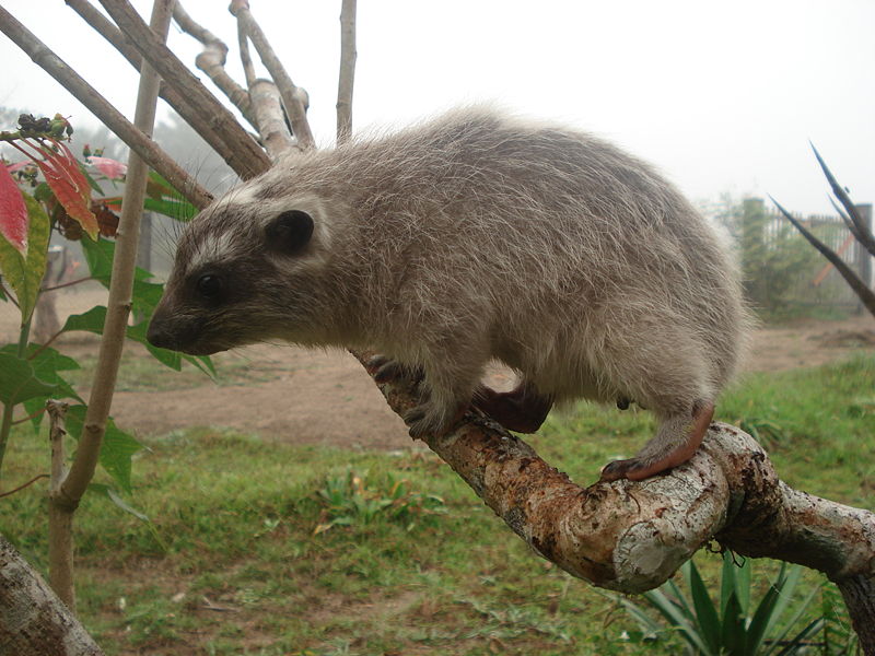 The Jungle Store: The Hyrax