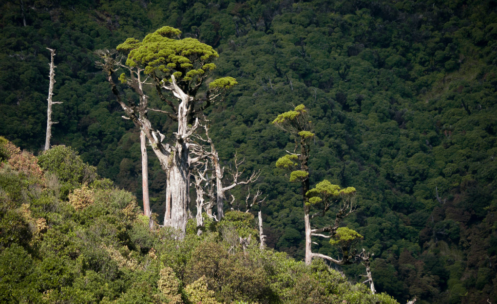 The Ruins of the Moment: Pahautea, No. 1 Line, southern Ruahine range ...