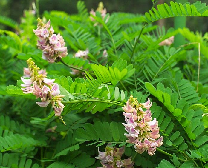 Khasiat Tersembunyi Daun Saga Rambat