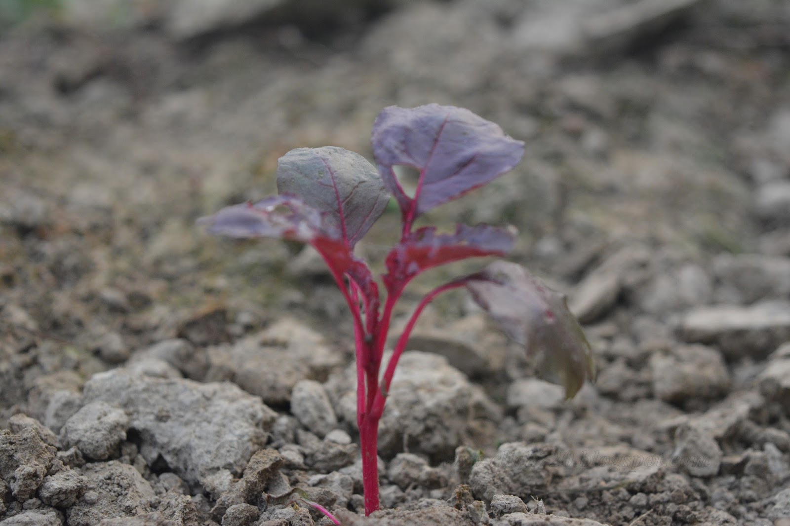 Red Spinach ( Laal saag )