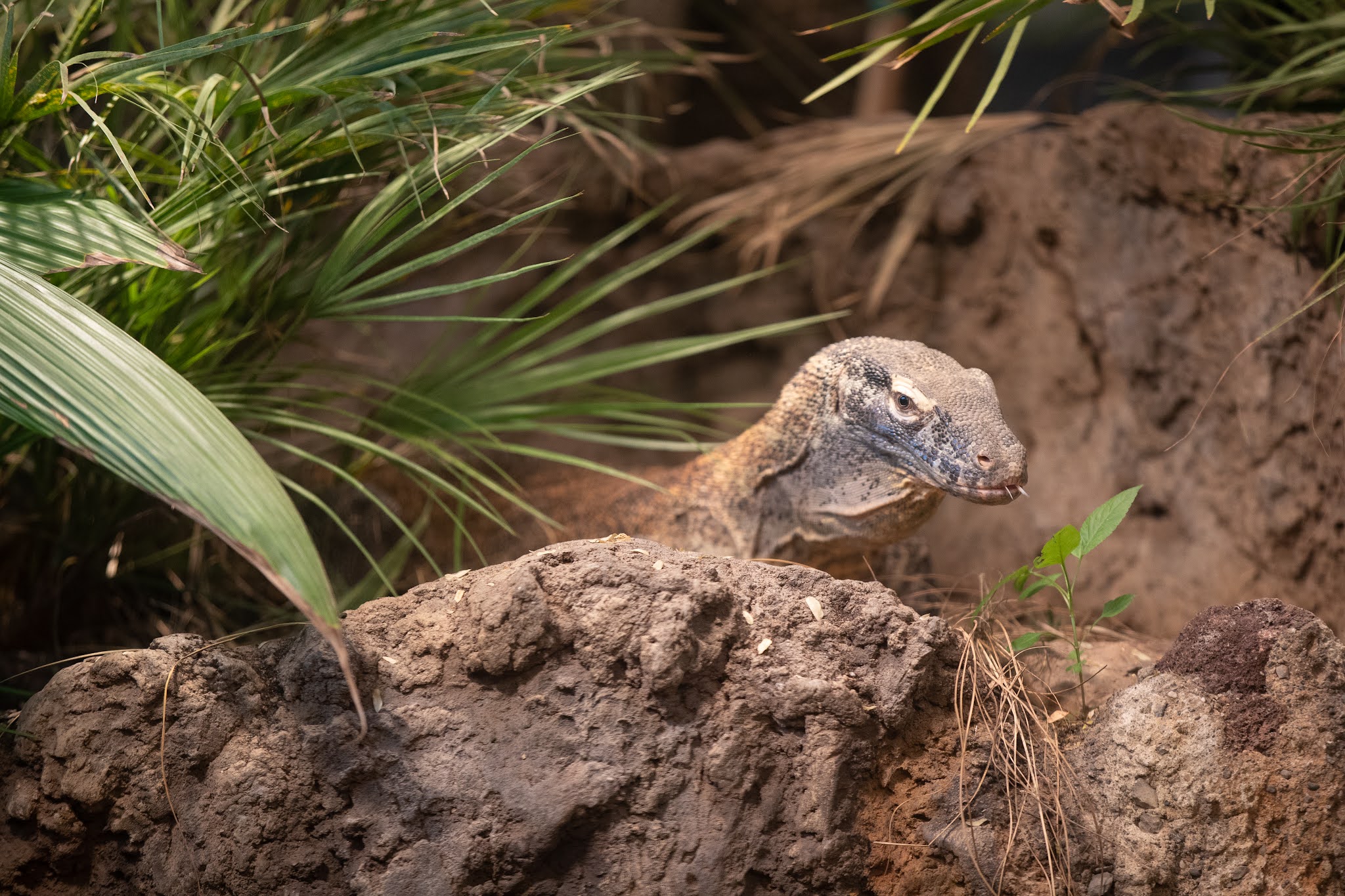 Komodo dragon exhibit is better than ever for the giant lizards and for ...