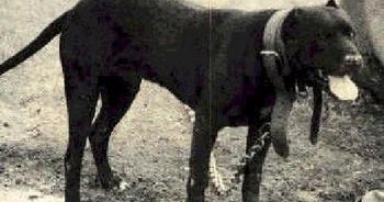 freePitbull: A.P.B.T. GATOR