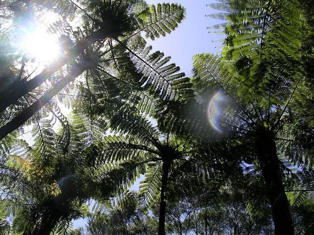 HOW TO GROW TREE FERNS |The Garden of Eaden