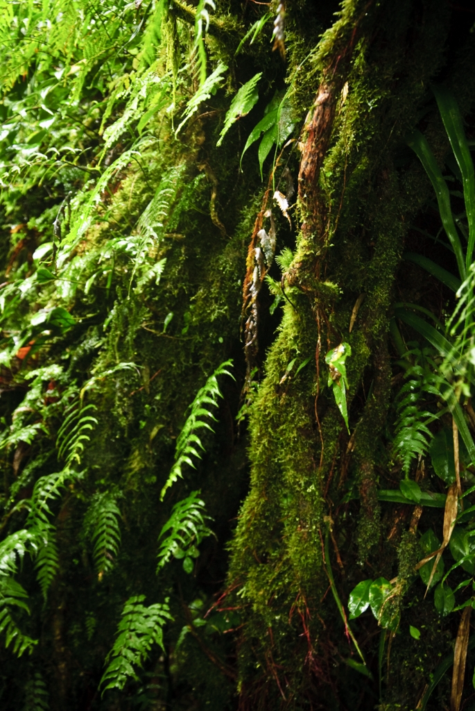 Lakbay LENTE: Mt. Cristobal, The Devil's Mountain