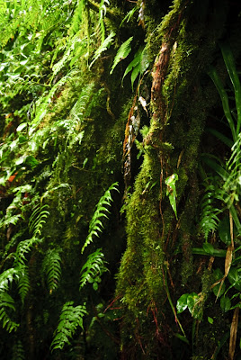 Lakbay LENTE: Mt. Cristobal, The Devil's Mountain