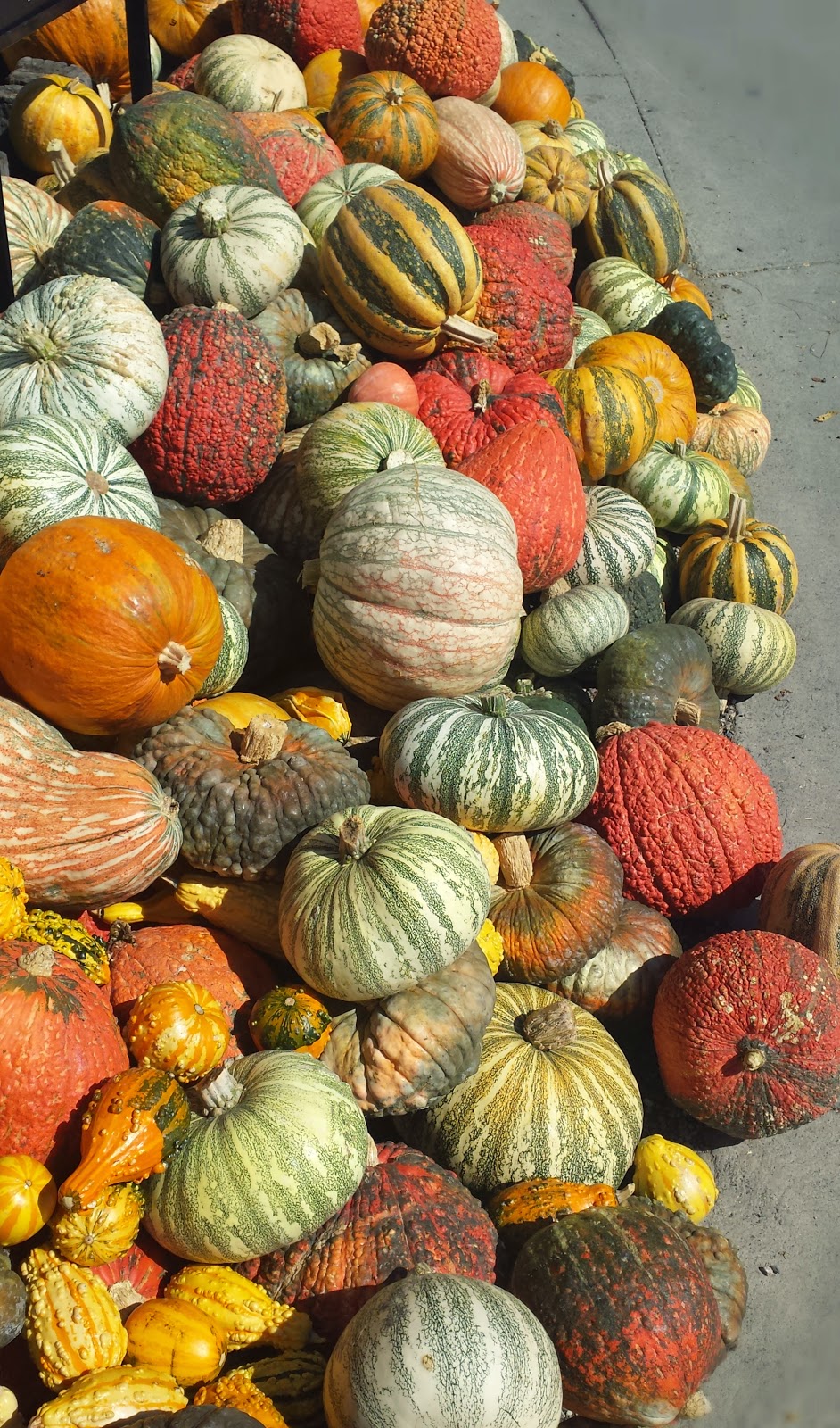 ciao! newport beach: pumpkin heaven