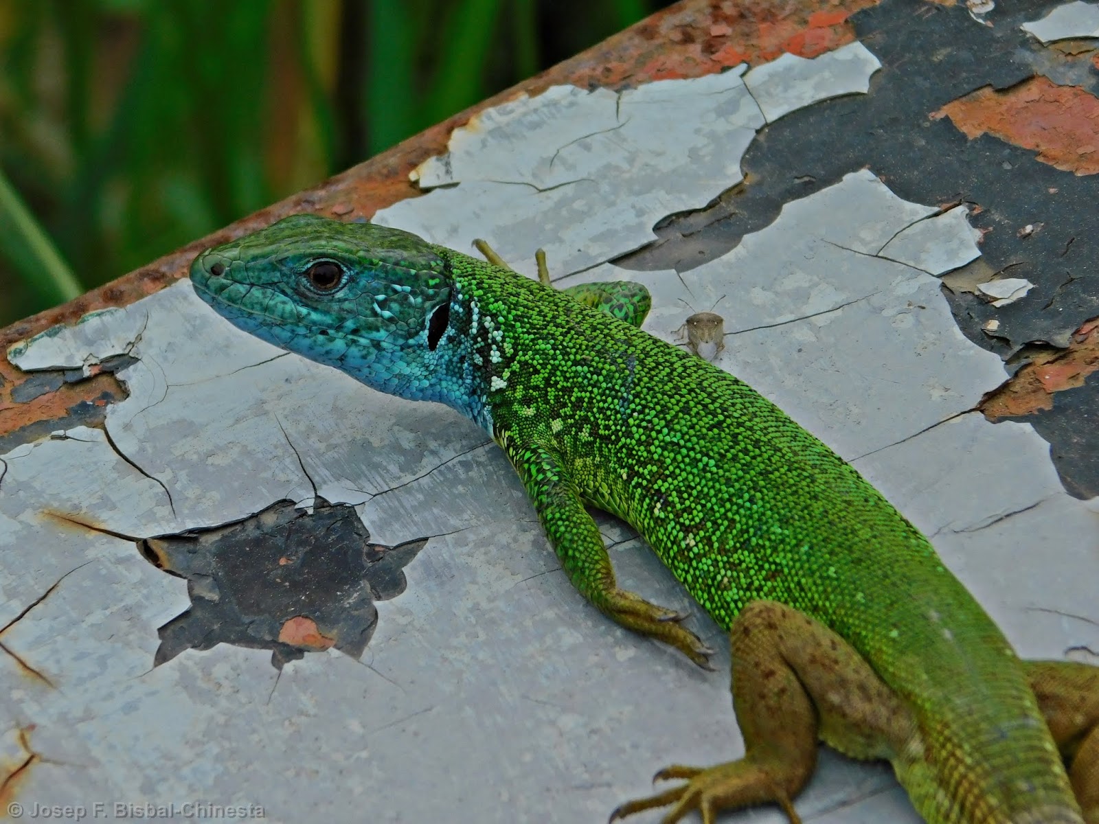 Sargantanes i Dragons: Lacerta viridis - Llangardaix verd oriental
