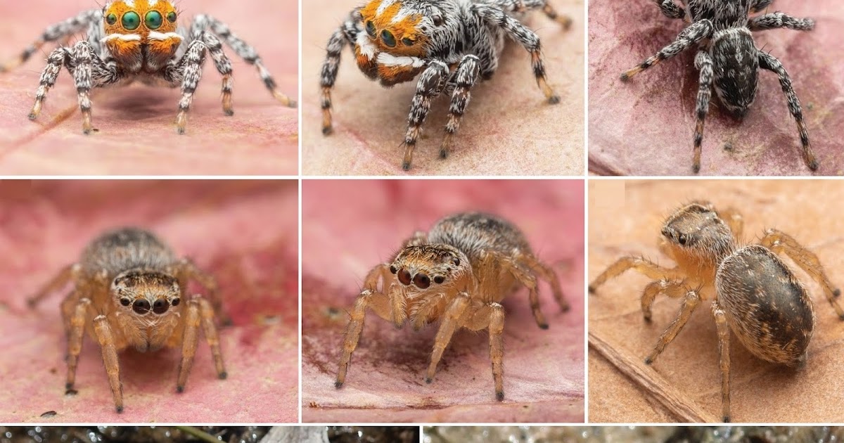 Species New to Science: [Arachnida • 2021] Maratus nemo • A New Wetland ...