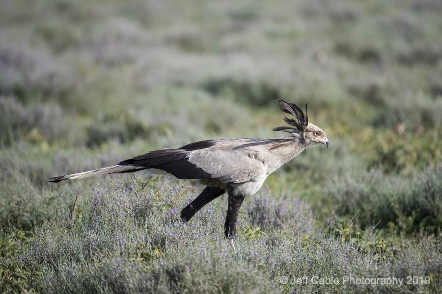 Jeff Cable's Blog: The Amazing Birds of Tanzania