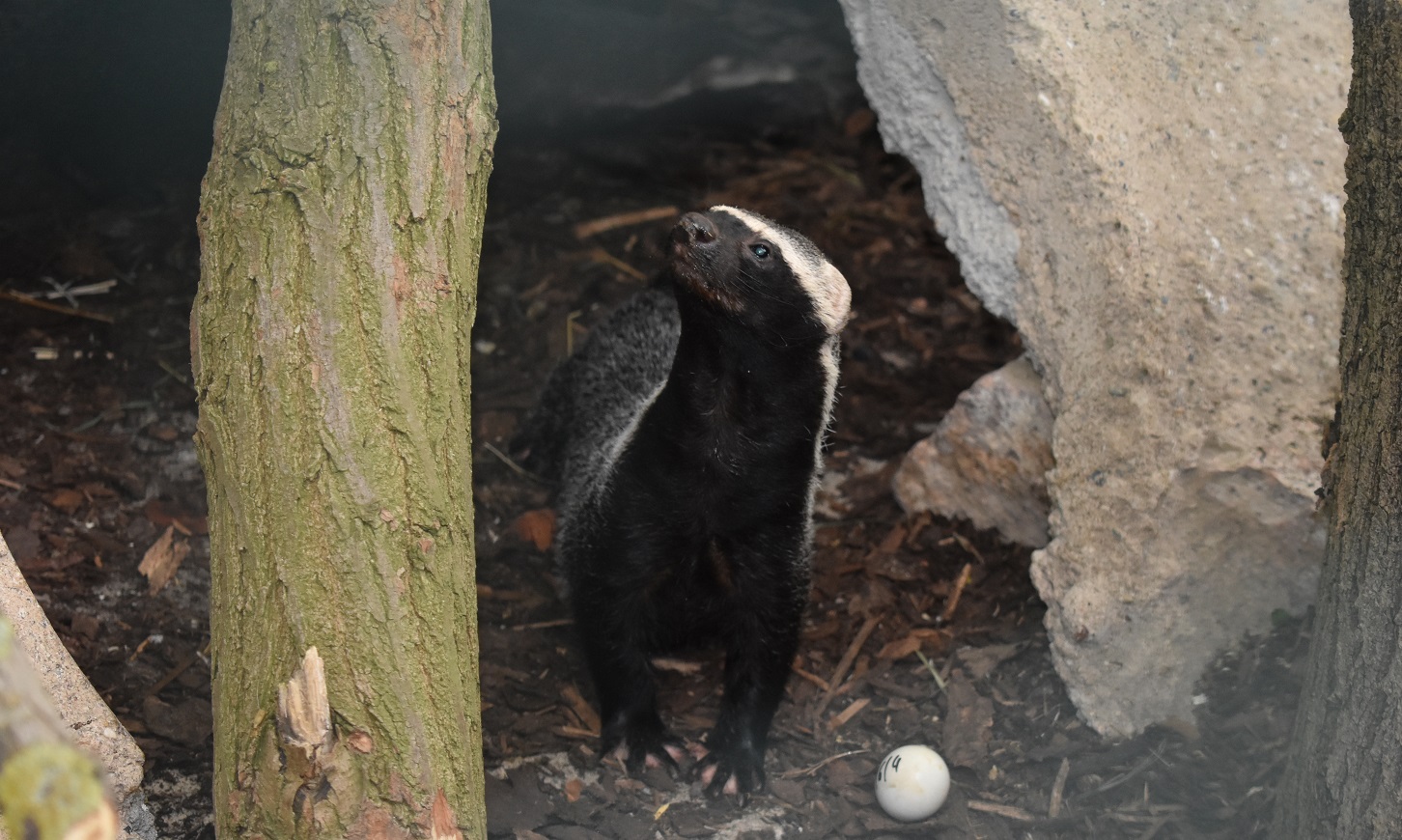ZOOTOGRAFIANDO (6.100 ANIMALS): GRISÓN / GREATER GRISON (Galictis vittata)