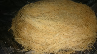 How to make pheni sweet recipe - Desi Food Corner