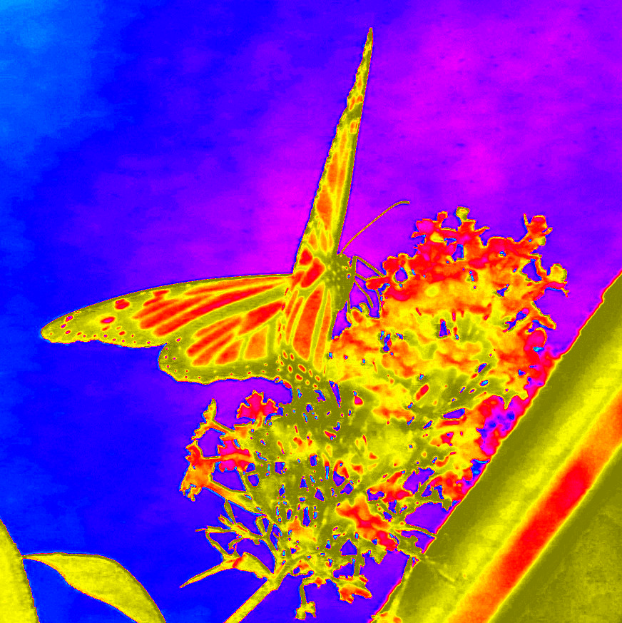Totally Random Photos By Me: Fun (And Highly Edited) Photographs