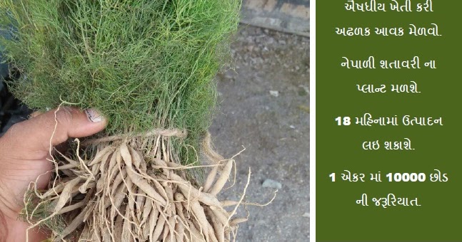 Aquariusagri: Nepali Shatavari plant suppliers