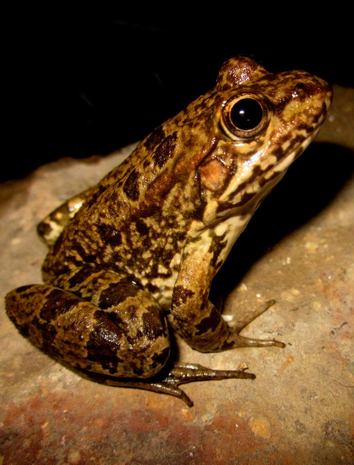 Ερπετά και αμφίβια της Κύπρου - Reptiles and amphibians of Cyprus by ...