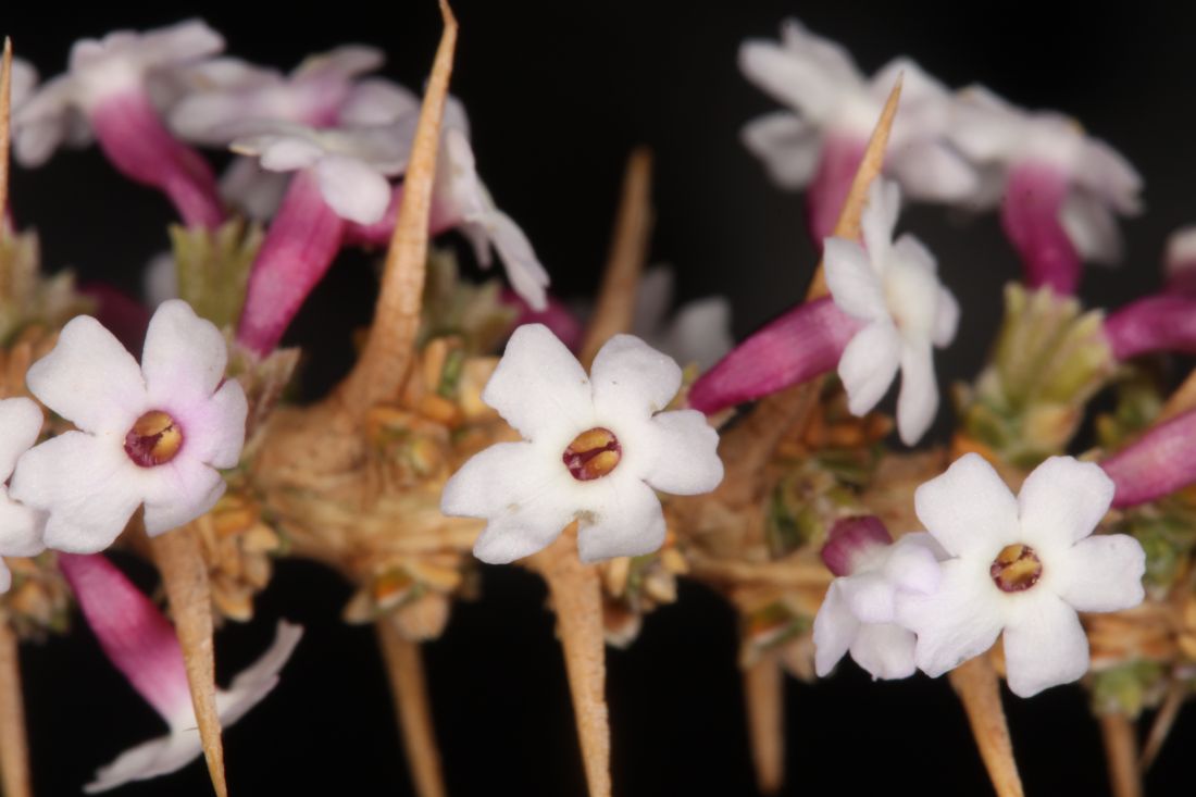 Argentina nativa: Roseta de llama (Junellia seriphioides)