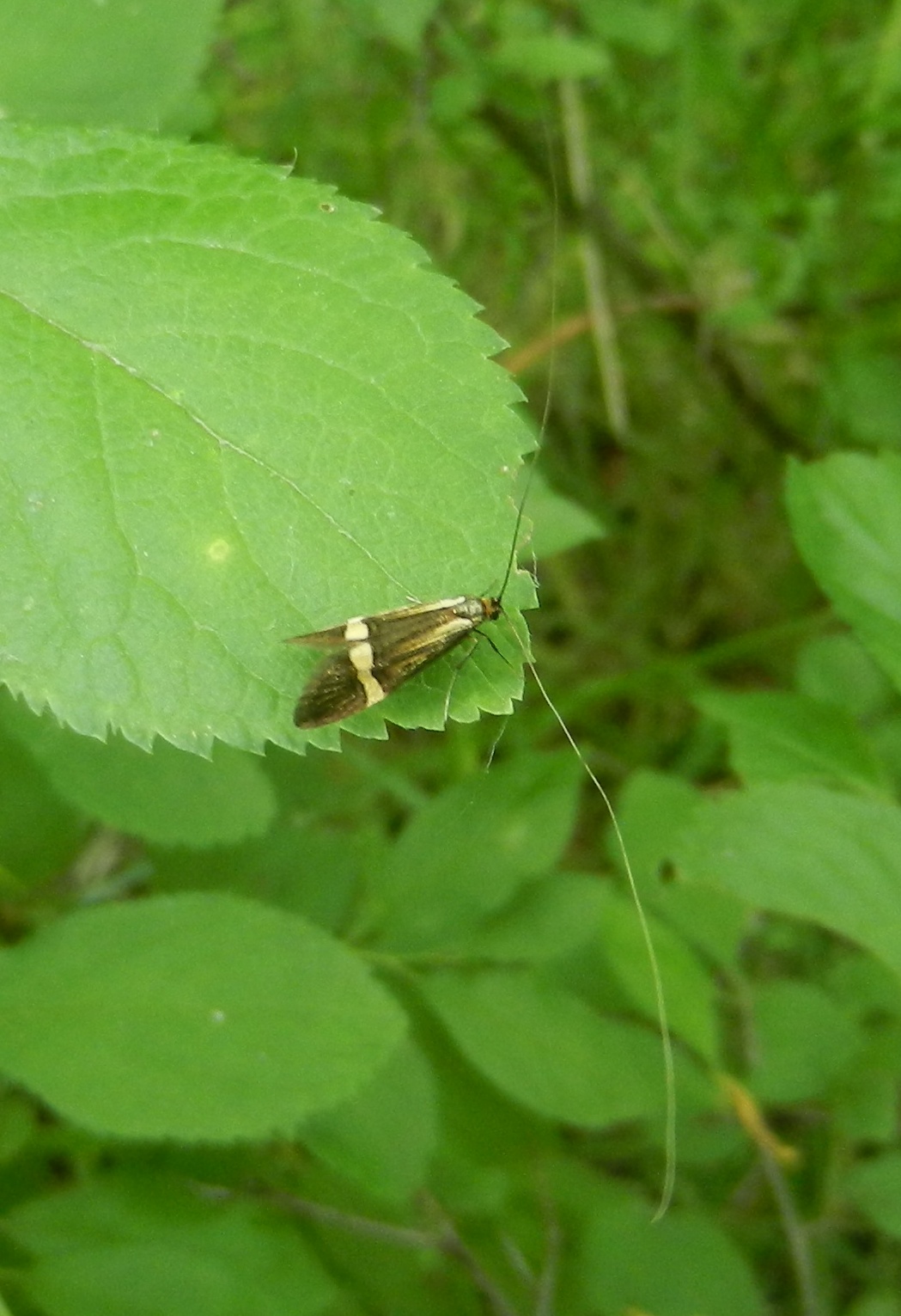 Barnsley Bird Sightings: June 2013