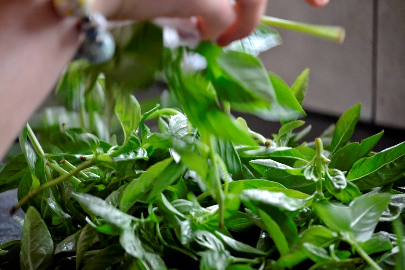 Beautiful Girlhood: How to Make ~ Preserved Fresh Basil...