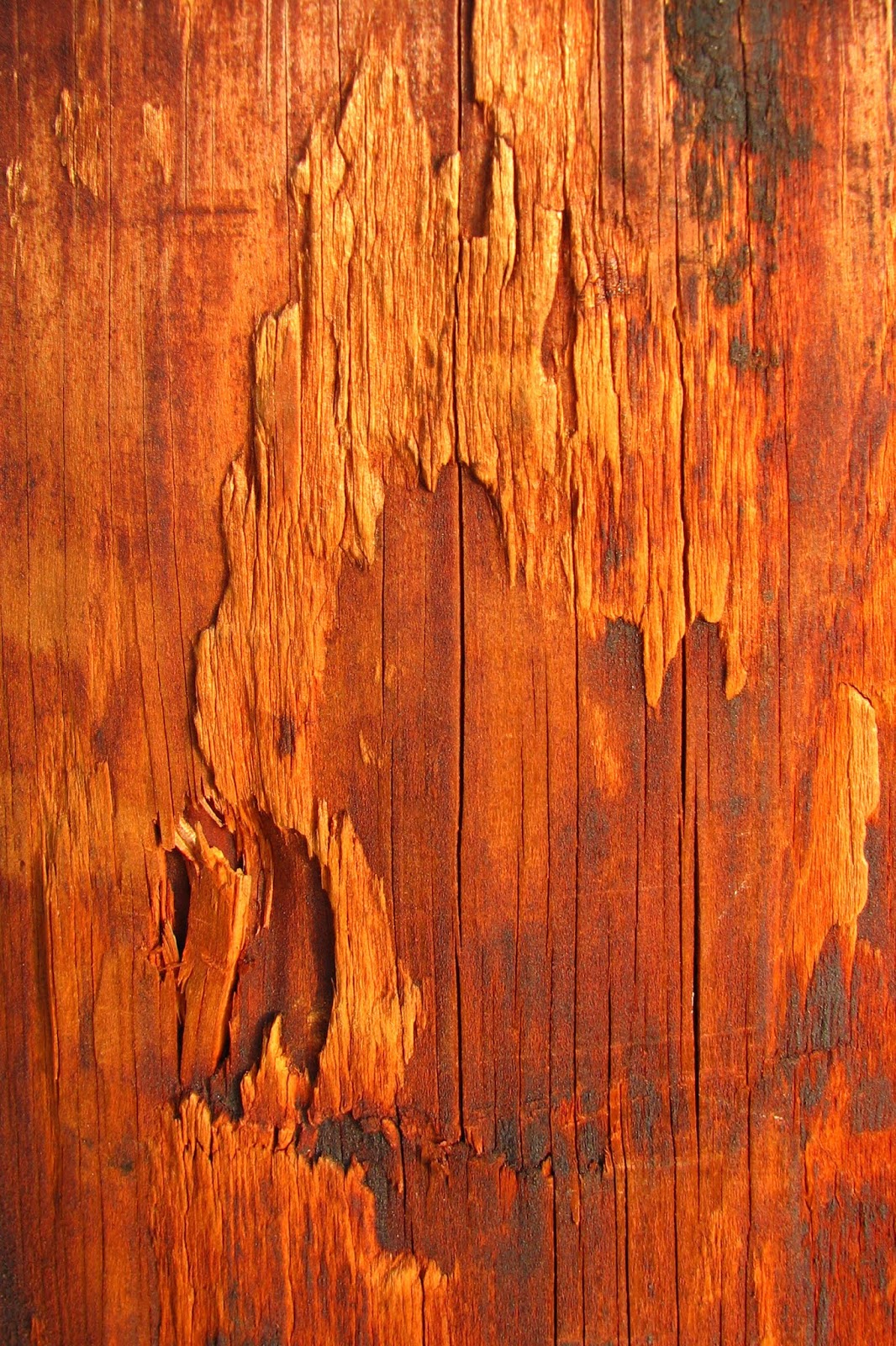 Free Textures and images: Wood texture