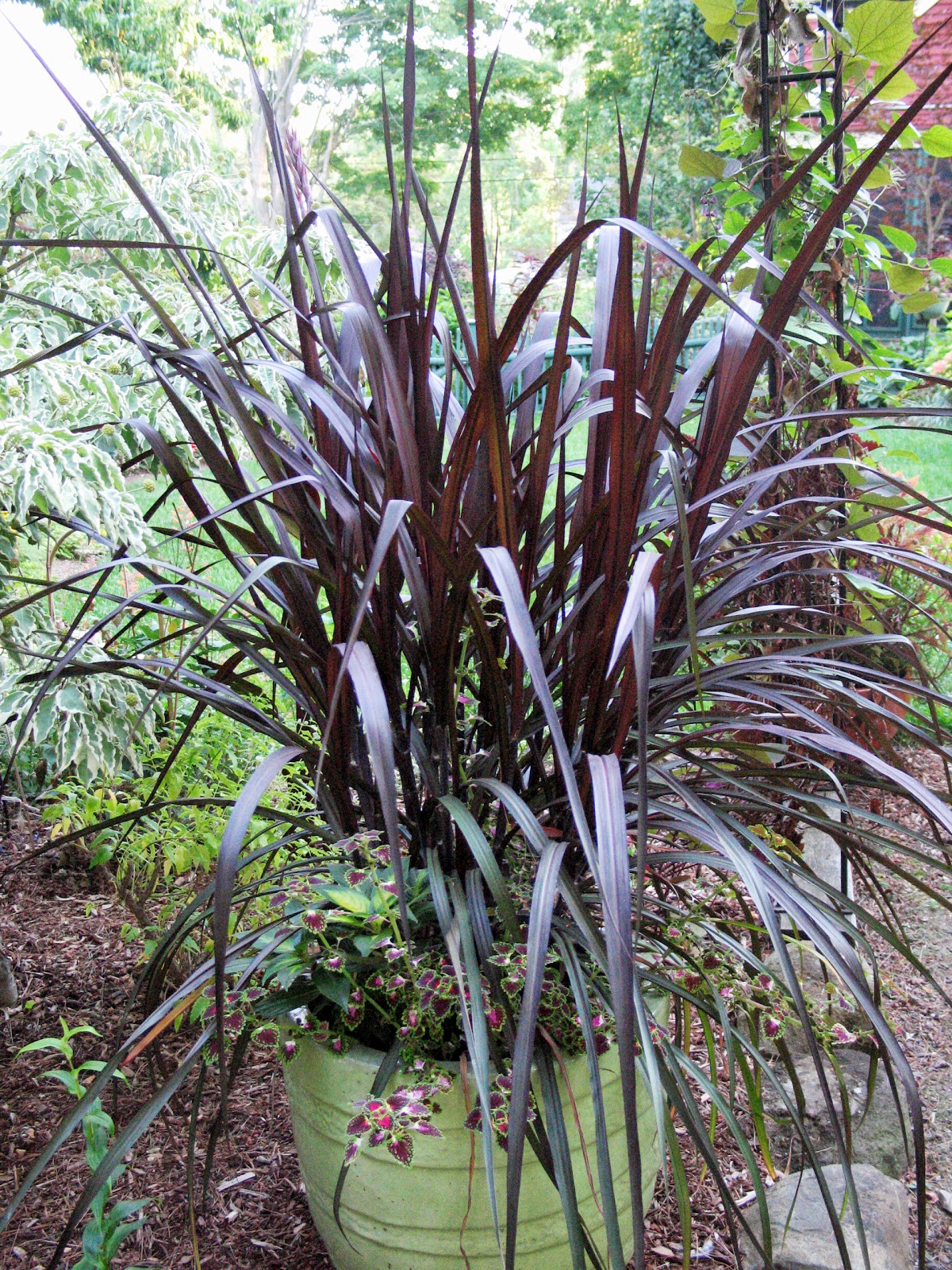 Idyll Haven: August Bloom Day and Foliage Follow Up-Better Late Than Never