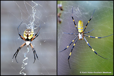 New Find: Joro Spider