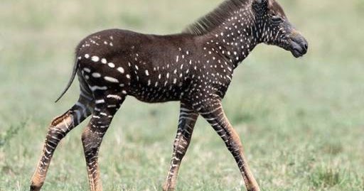 EBL: Spotted Zebra 🦓