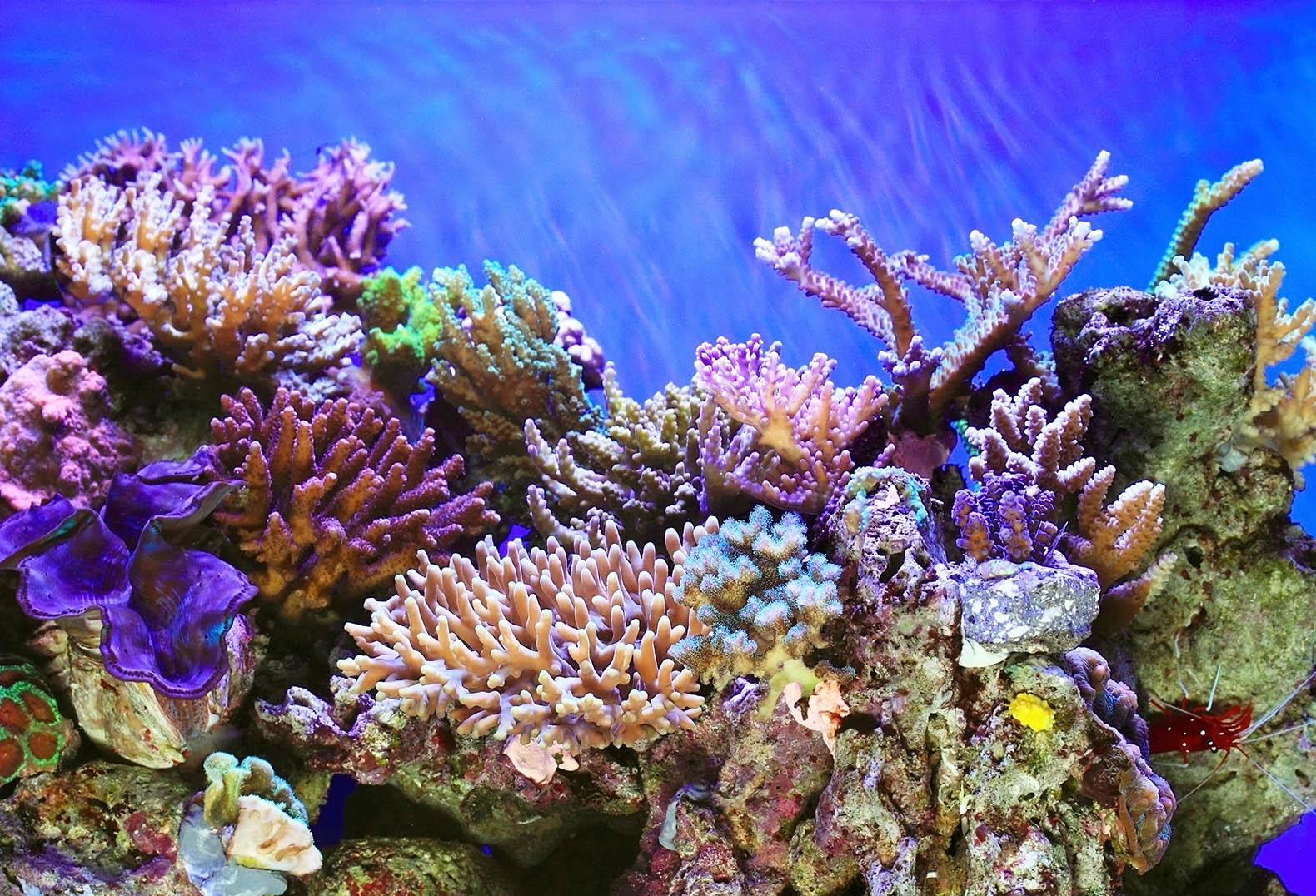 FOR 242: Elements of Proj. Supervision in Forestry: Coral Reef ...