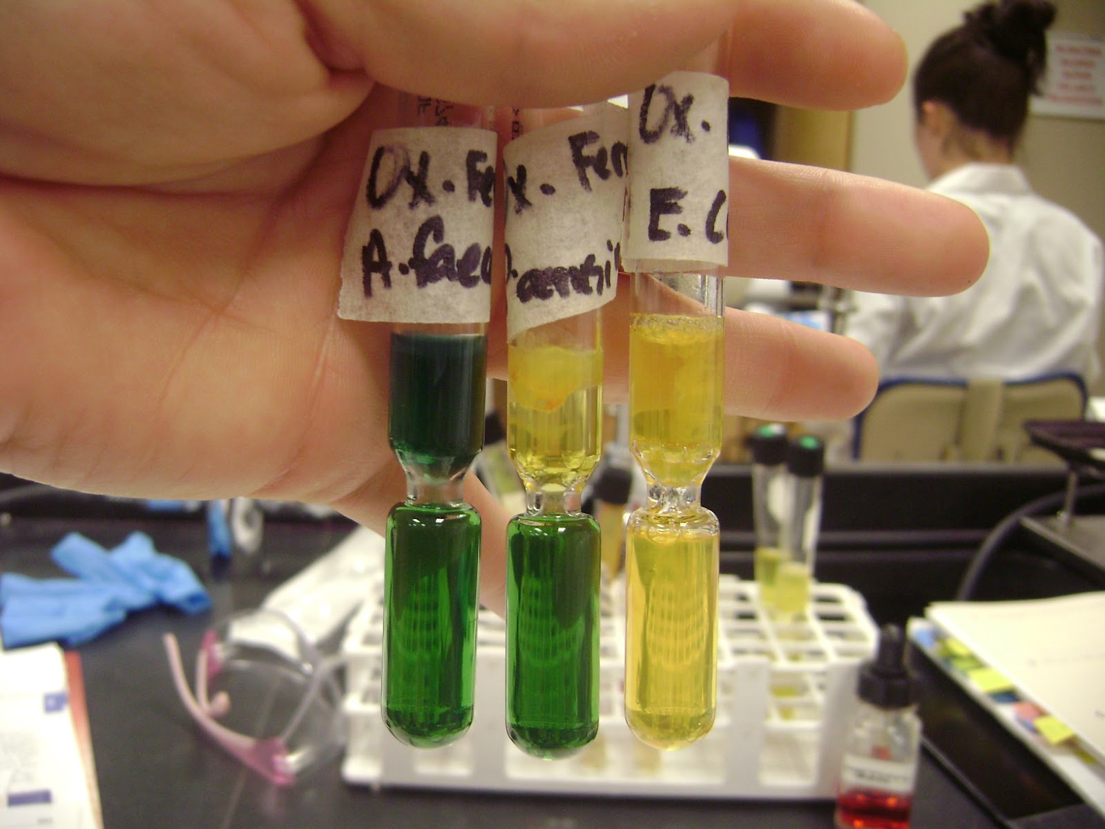 Bio E.journal: Oxidation-Fermentation test