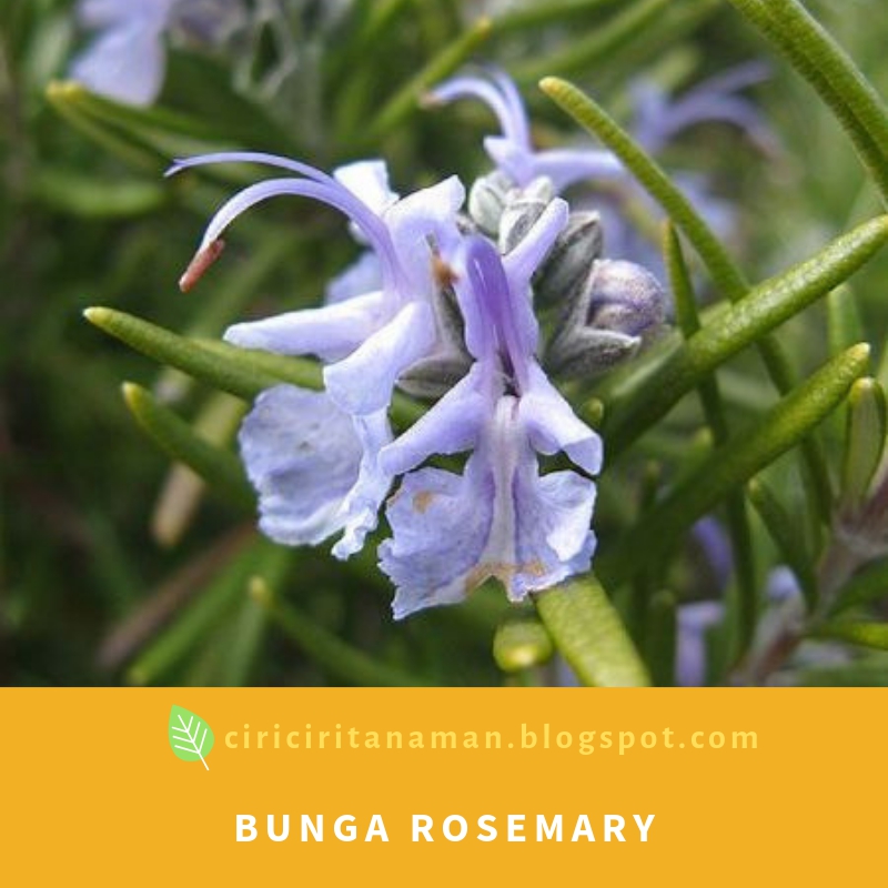 Paling Bagus 21+ Gambar Bunga Rosemary - Gambar Bunga Indah