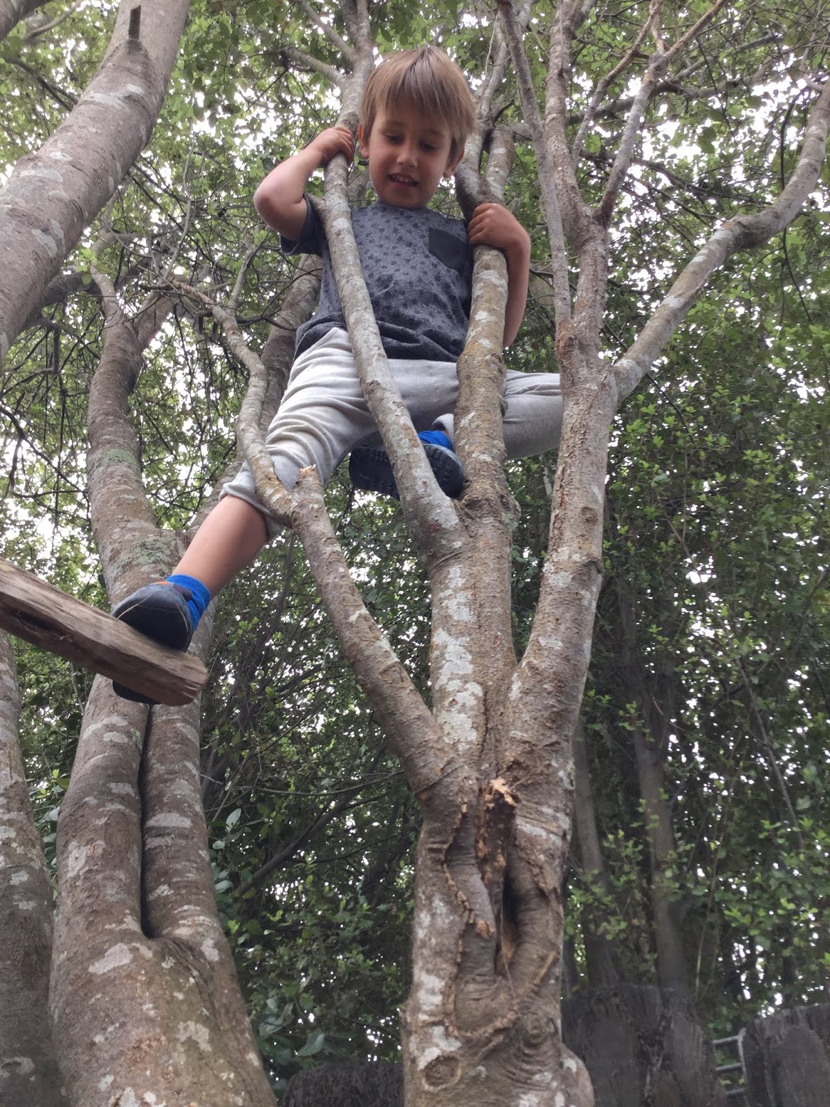 Mairtown Kindergarten: How can tree climbing be valuable learning?