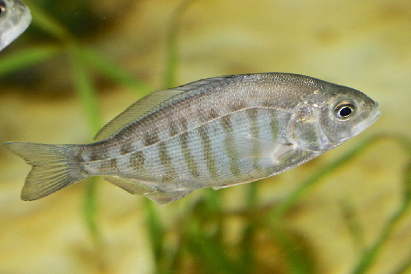 Artes de Pesca: ACTINOPTERYGII.