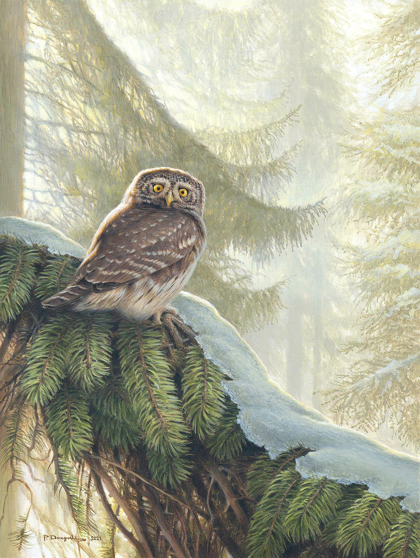 Eurasian pygmy owl new painting