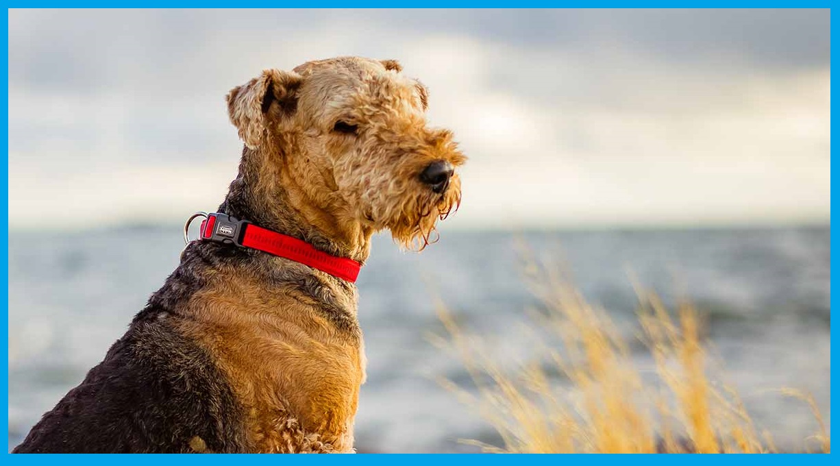 Tipos de Perro Guardián