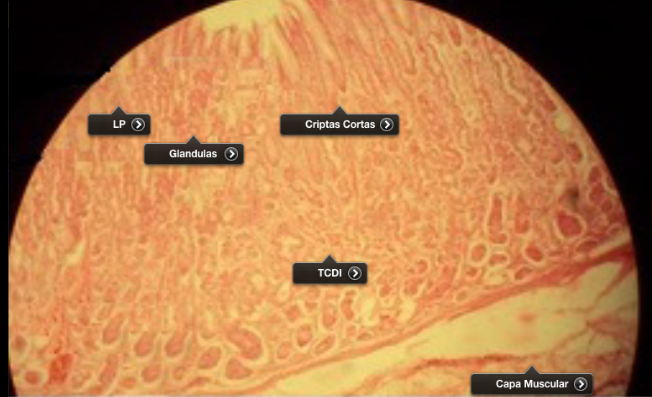 atlas de histología: SISTEMA DIGESTIVO