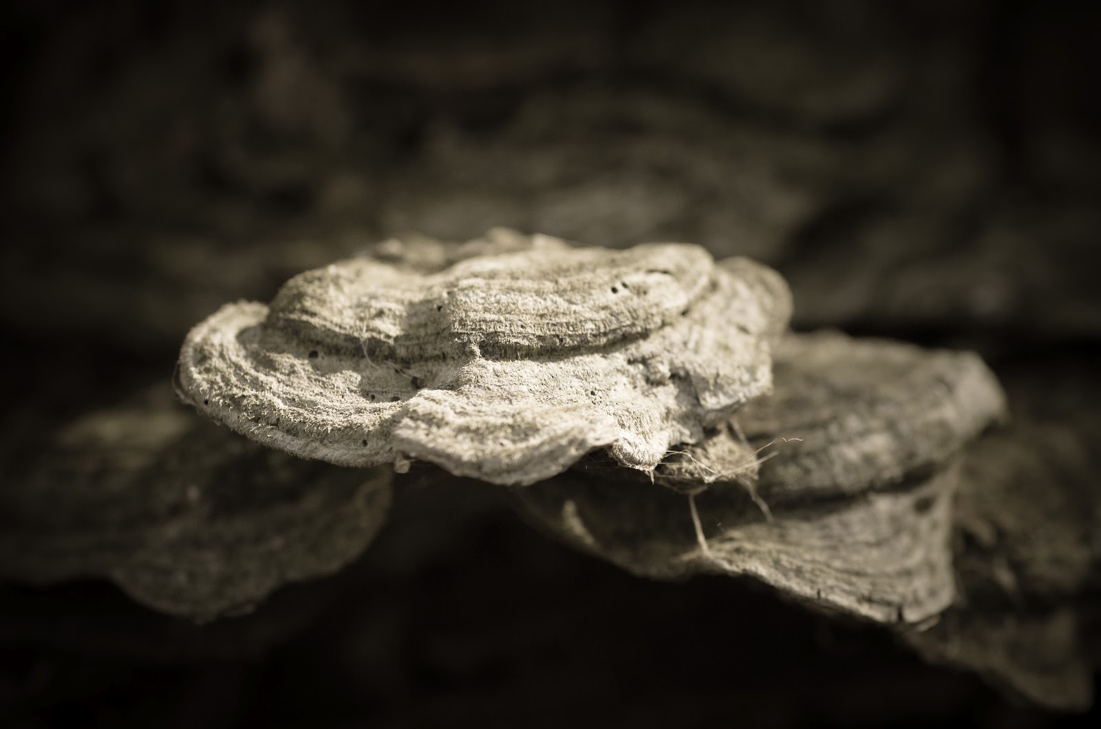 be yourself...everyone else is taken: rotted out tree stumps....