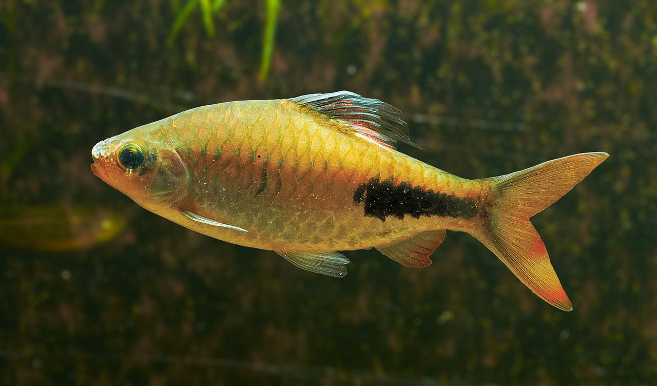 Artes de Pesca: ACTINOPTERYGII