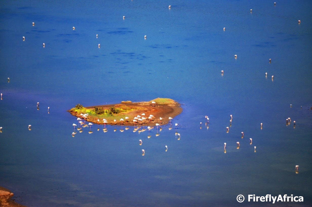 Port Elizabeth Daily Photo: Flamingo's on the Swartkops River
