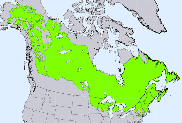 Replant.ca Environmental: The Black Spruce tree (Picea mariana)