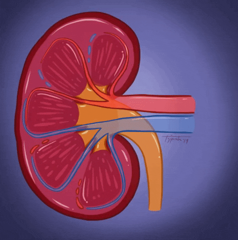 El riñón (III)