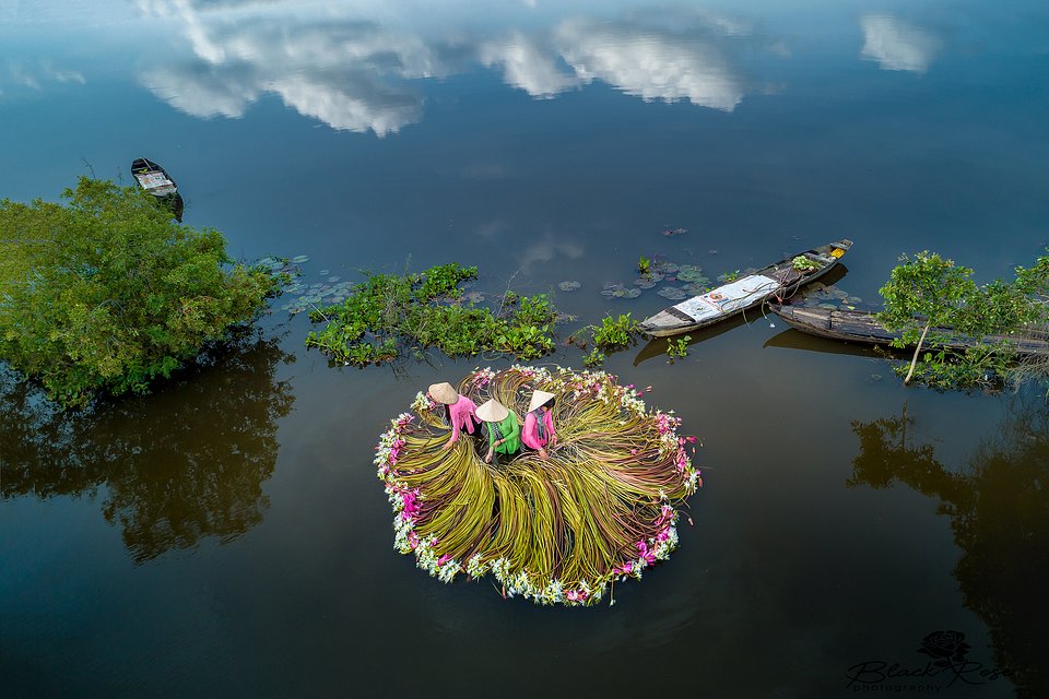 Cosecha de flores y tallos de nenúfares en el Delta del Mekong