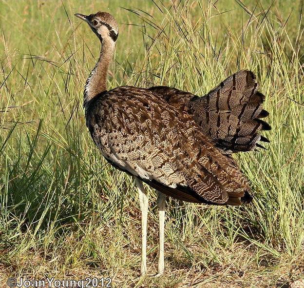 South African Photographs: Black-bellied Korhaan